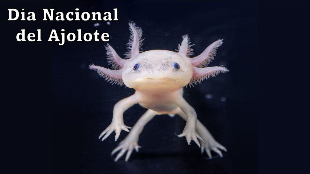 Virtual Celebration of National Axolotl Day: Join the Online Experience ...
